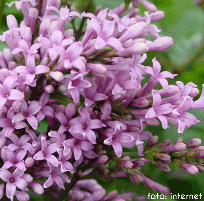 BEZ LILAK JOSIKI / KARPACKI / WĘGIERSKI P9 - - rośliny ozdobne ...